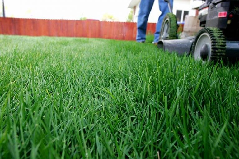 What It Takes To Get a Gorgeous Green Lawn - AAA Lawn Care